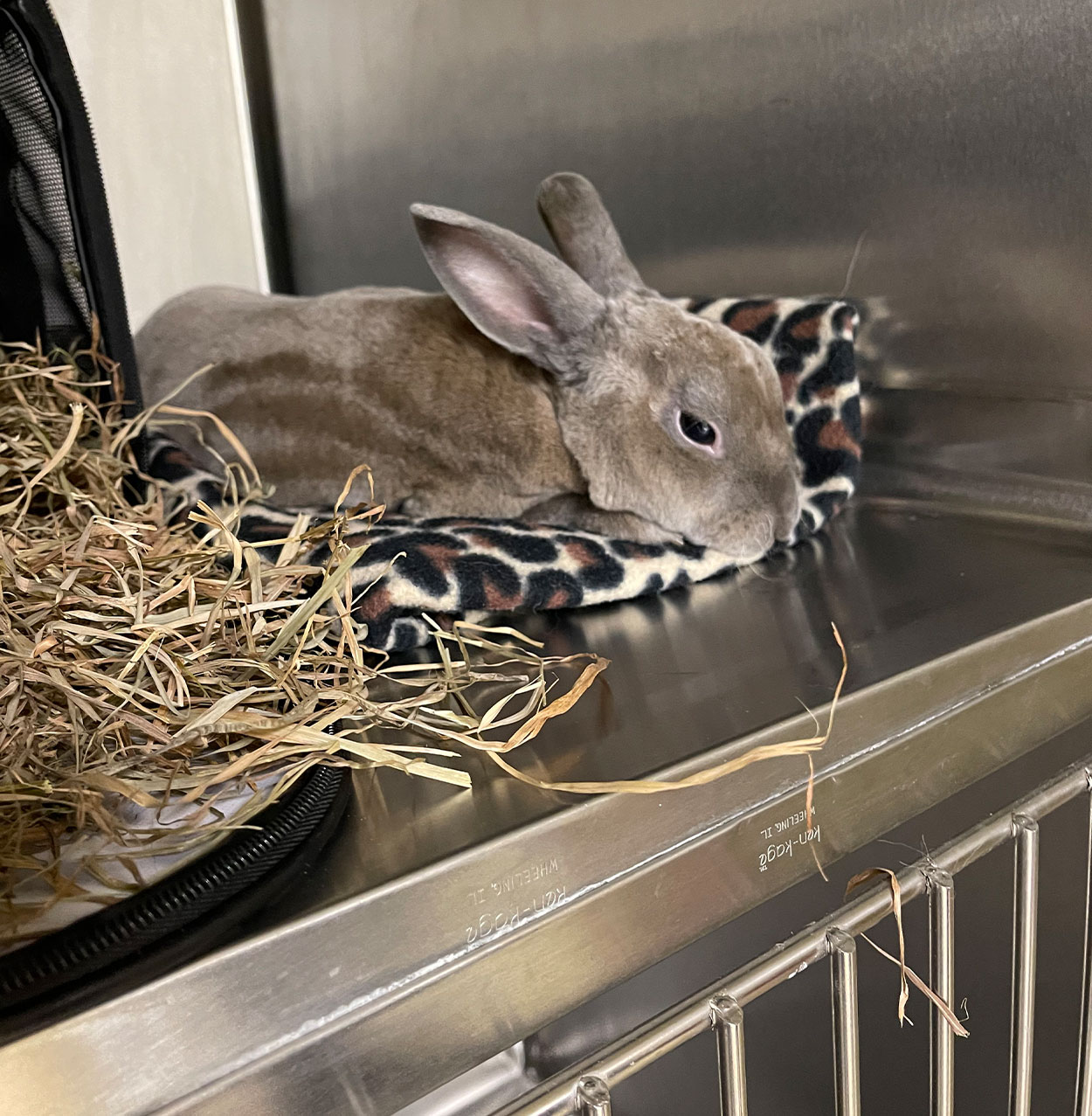 Exotic, Pocket Pets and Birds - Vet in New Berlin | New Berlin ...